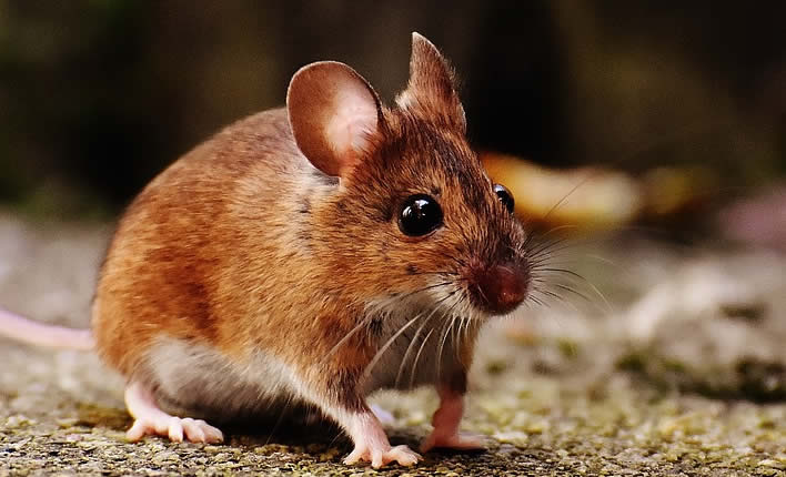 Kleine Tiere: das kleinste Tier der Welt - Liquid-News